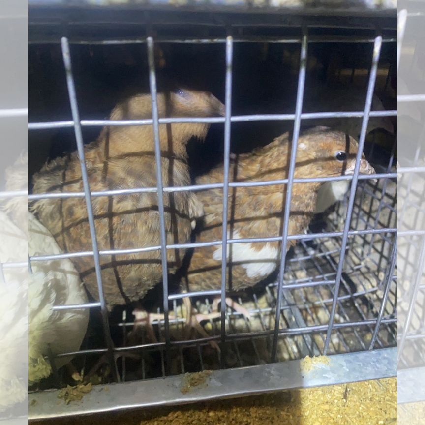 Перепела селадон 1,5 месяца