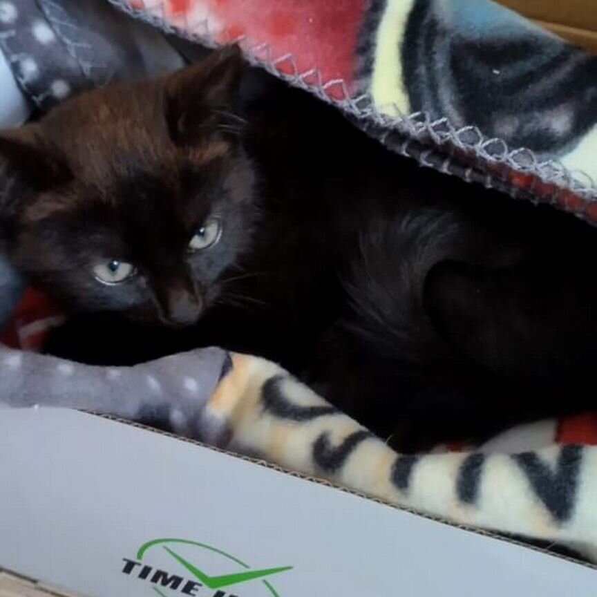Котики маленькие бесплатно