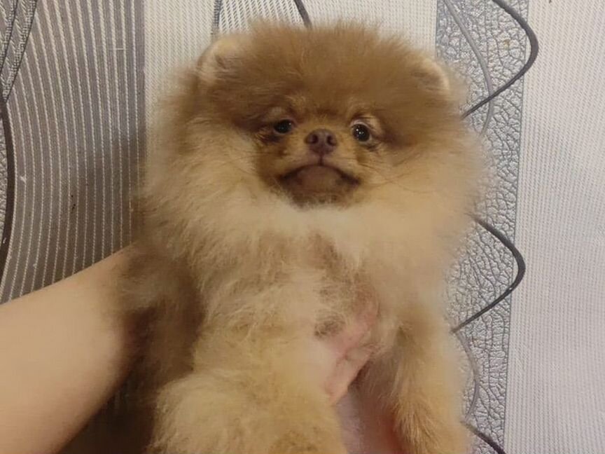 Померанский мишка с документами