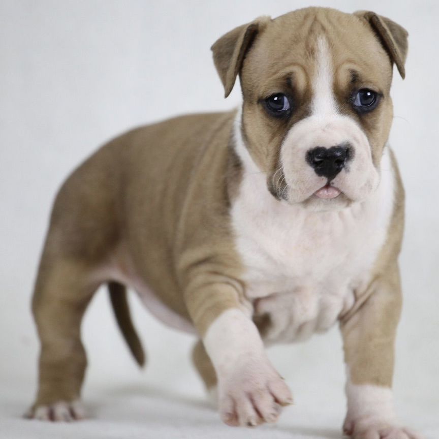 Рыжая девочка (питомник)