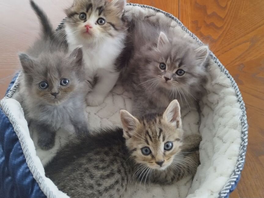 Котята отдам бесплатно