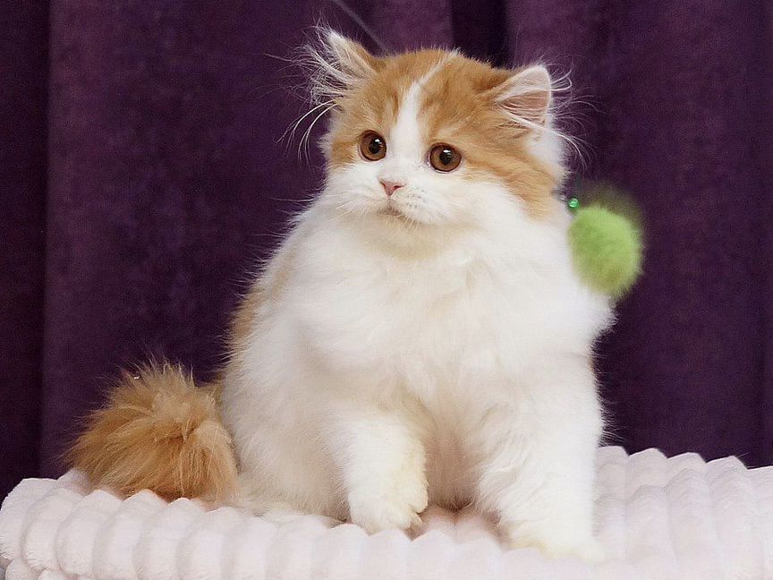 Шотландский котенок в ярком окрасе