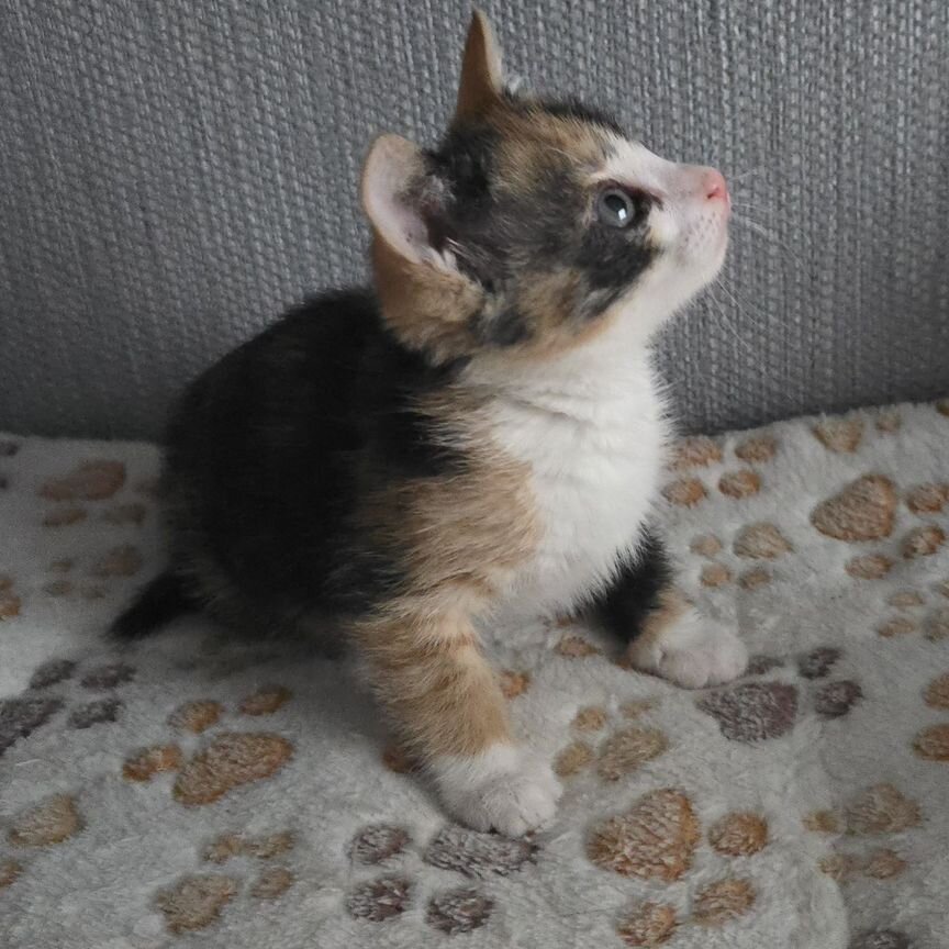 Котенок