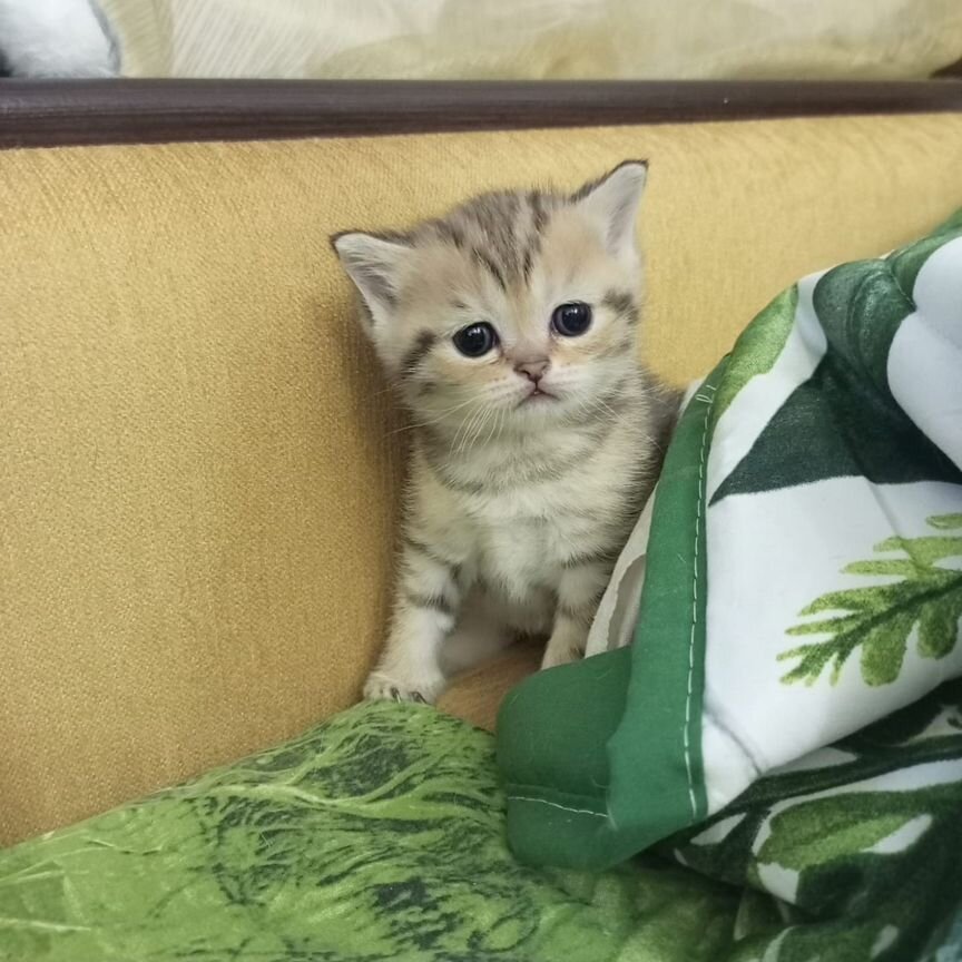 Шотландская