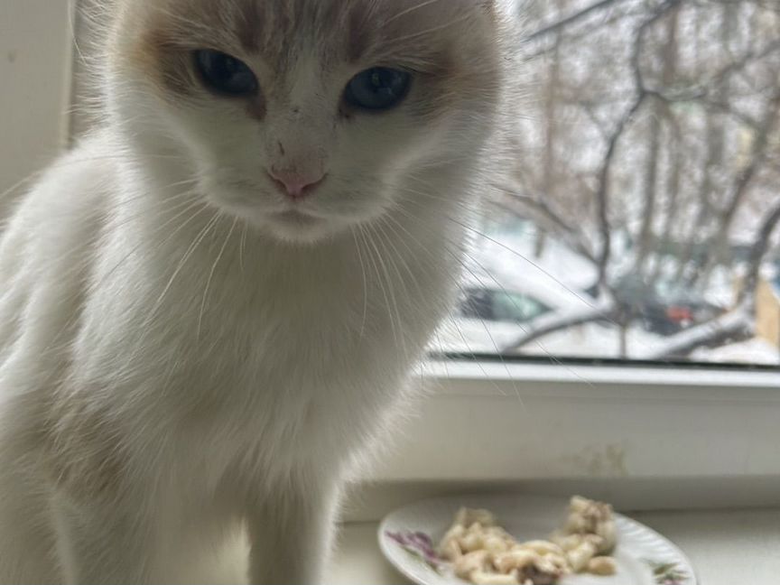 Кошка