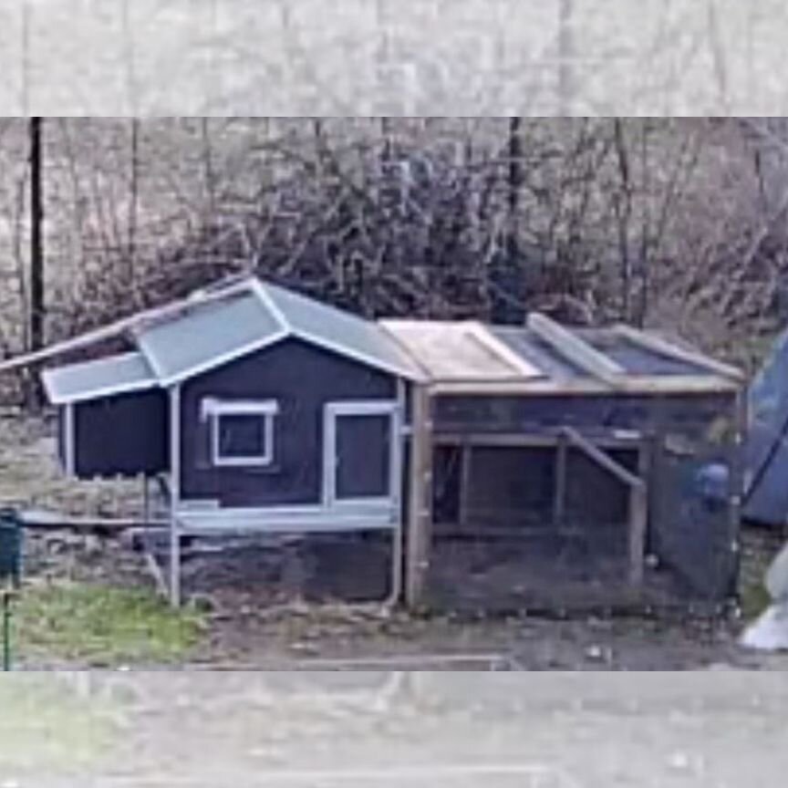 Курятник на 10 кур