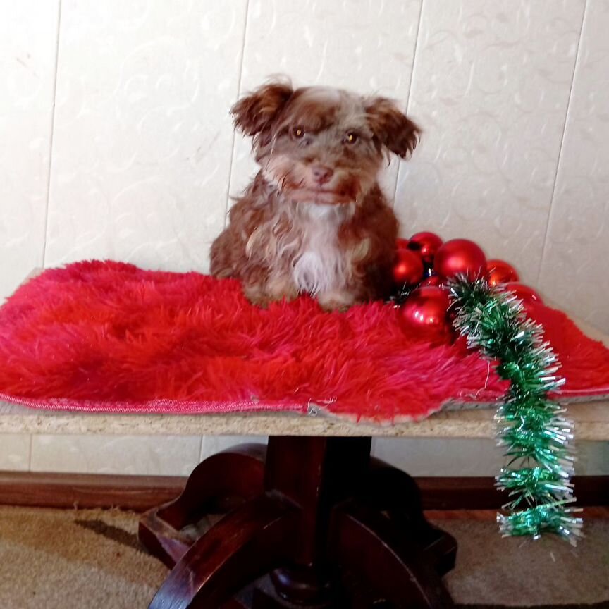 Шоколадик мальти пу