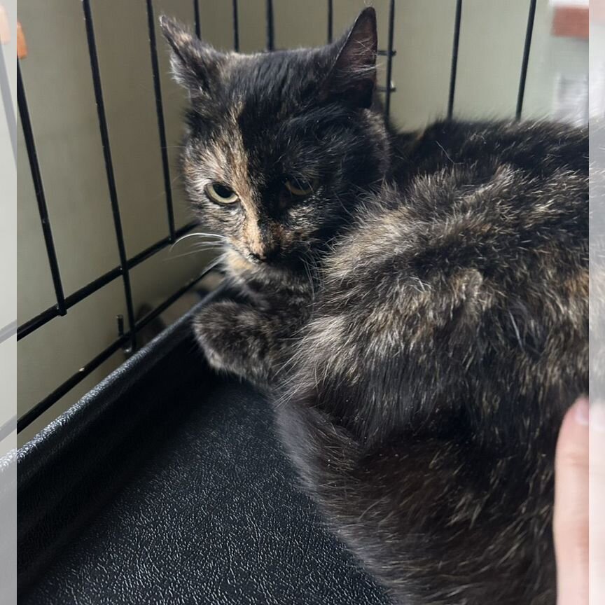 Черепаховая кошечка