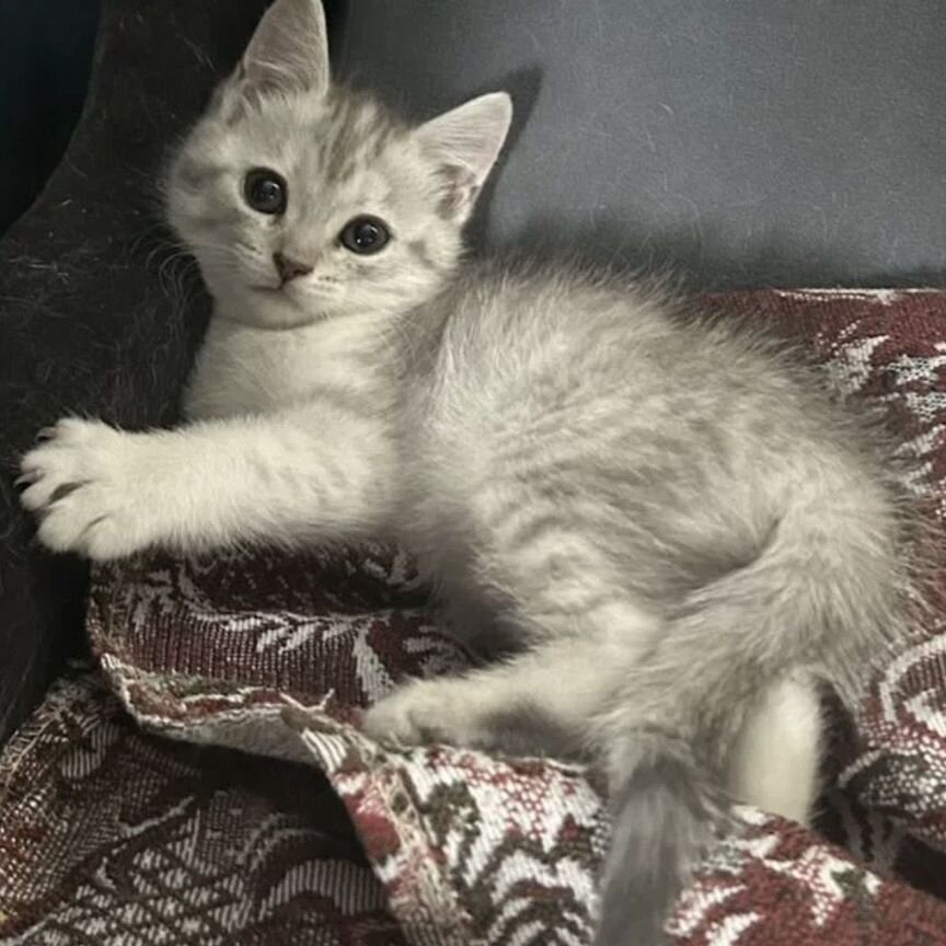 Шотландский прямоухий короткошёрстный котёнок