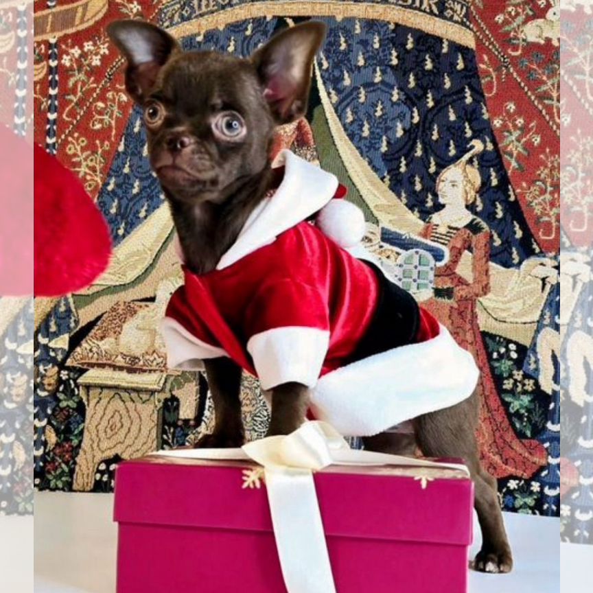 Шоколадная девочка чихуахуа