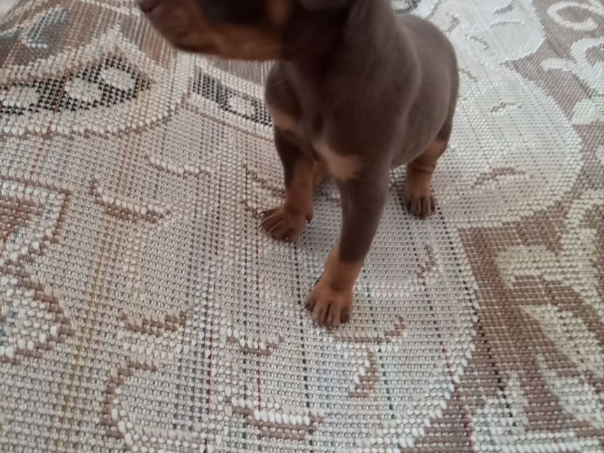 Мини той-терьер щенки