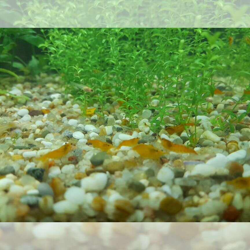 Креветки аквариумные