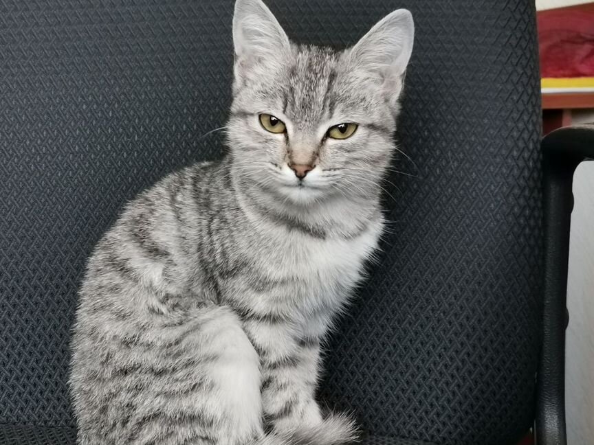 Найдена кошка, возраст 5-6 месяцев