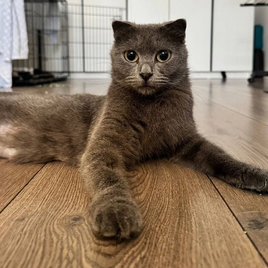 Взрослая кошка в добрые руки