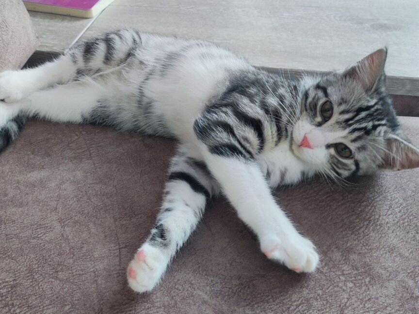 Шотланский котенок