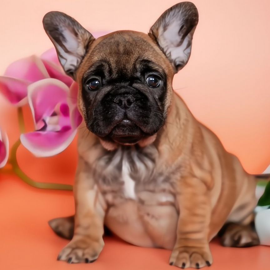 Французский бульдог, щенок