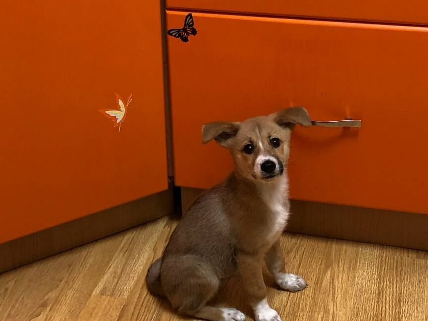 Собака в добрые руки