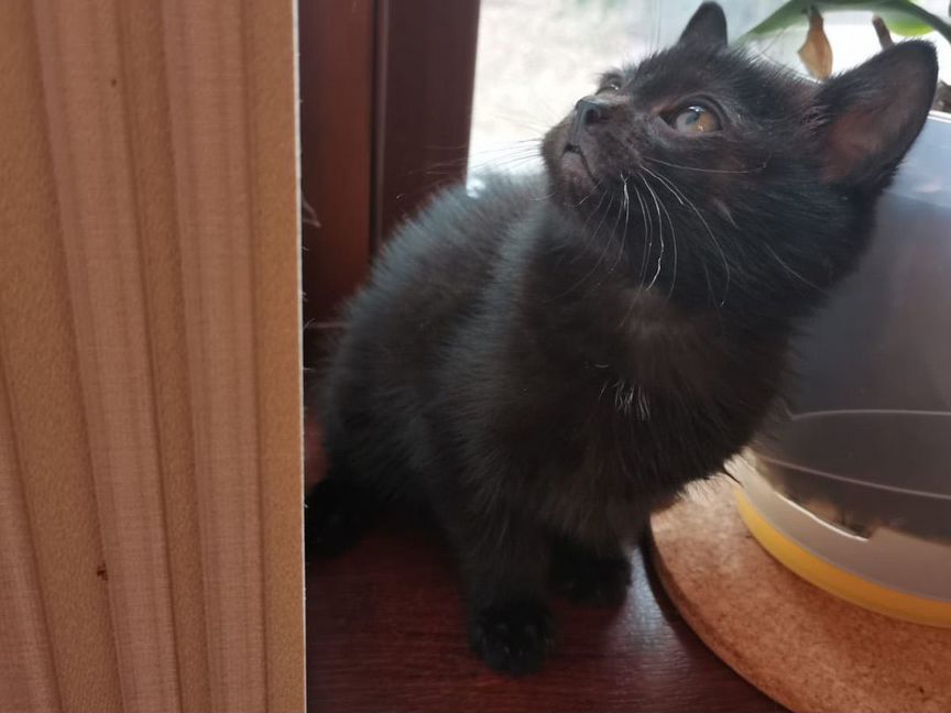 Котенок в добрые руки