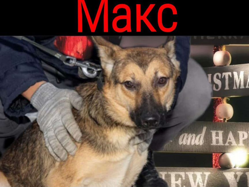 Собака охранная Макс,кастрирован, овчарка помесь