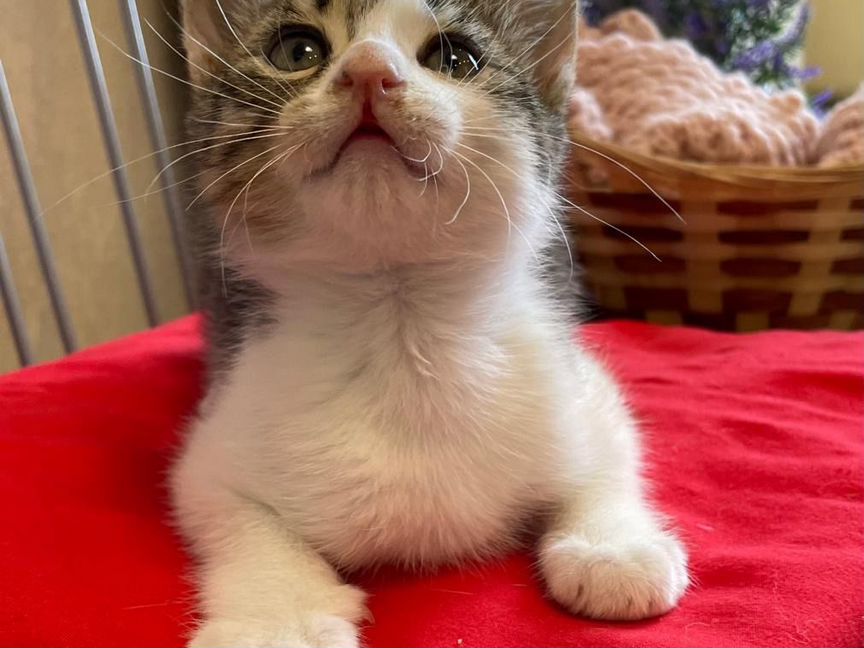 Котенок Антошка