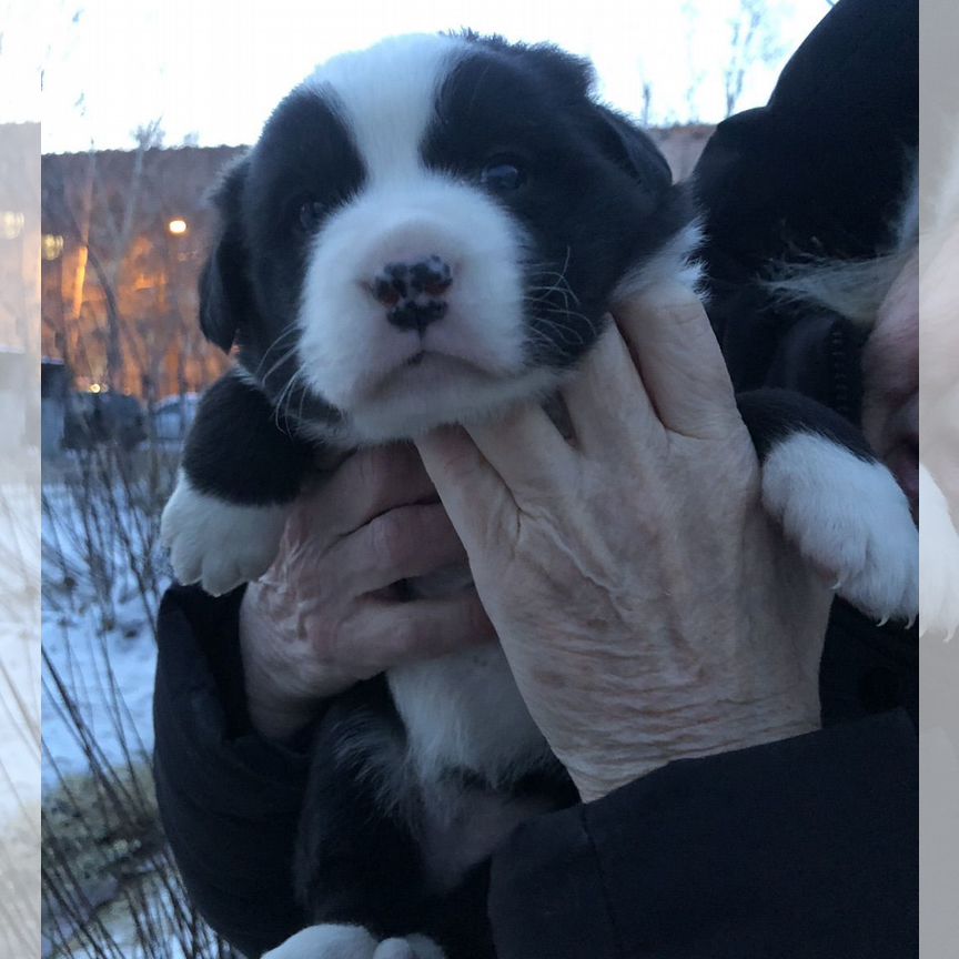 Щенок в добрые руки