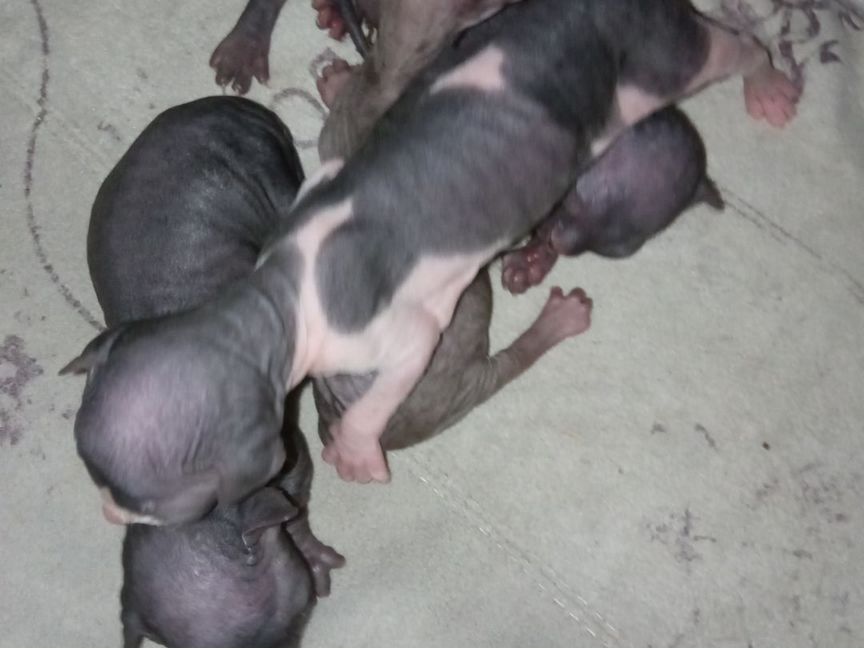 Двельф, эльф