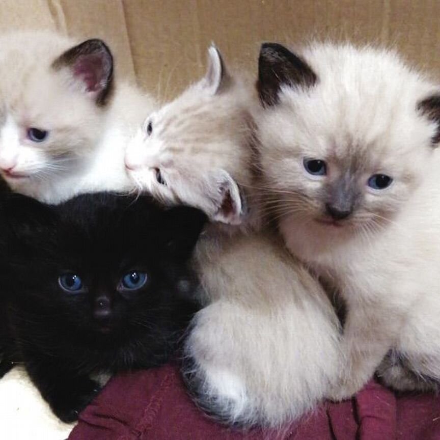 Сиамские котятки