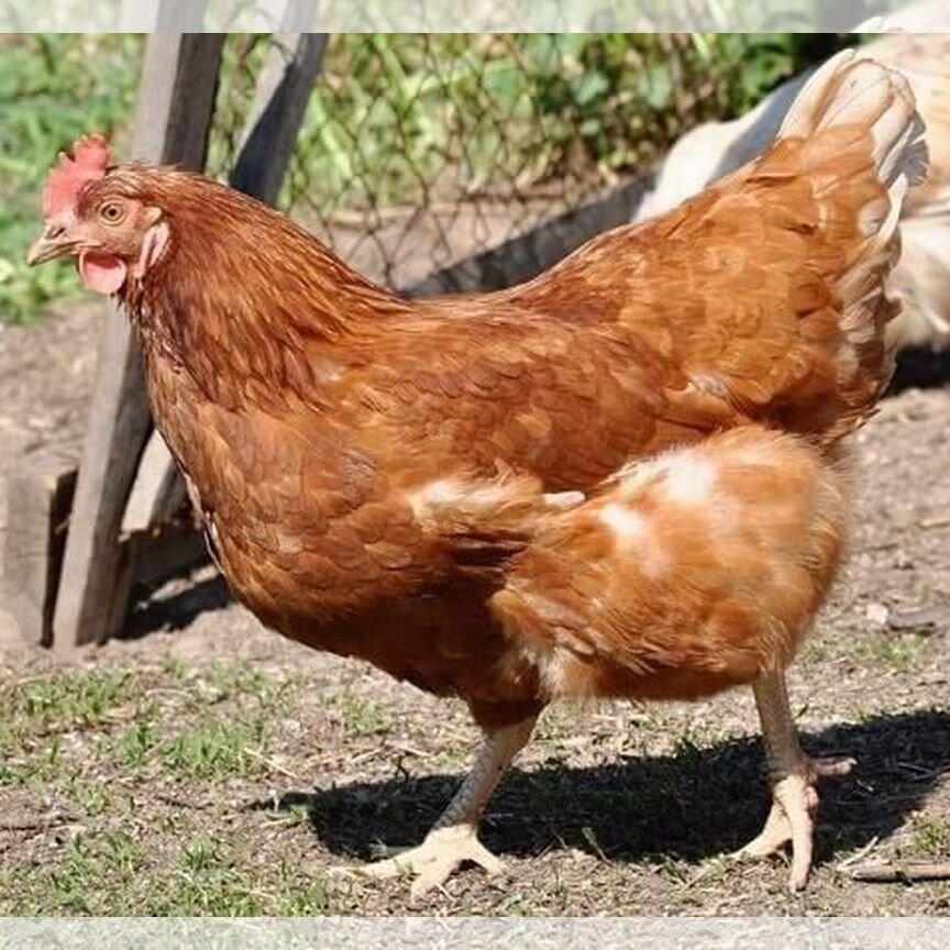 Куры несушки красные