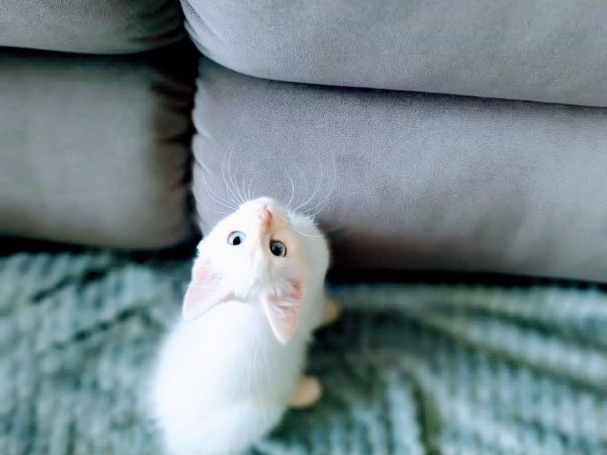 Котенок тайский