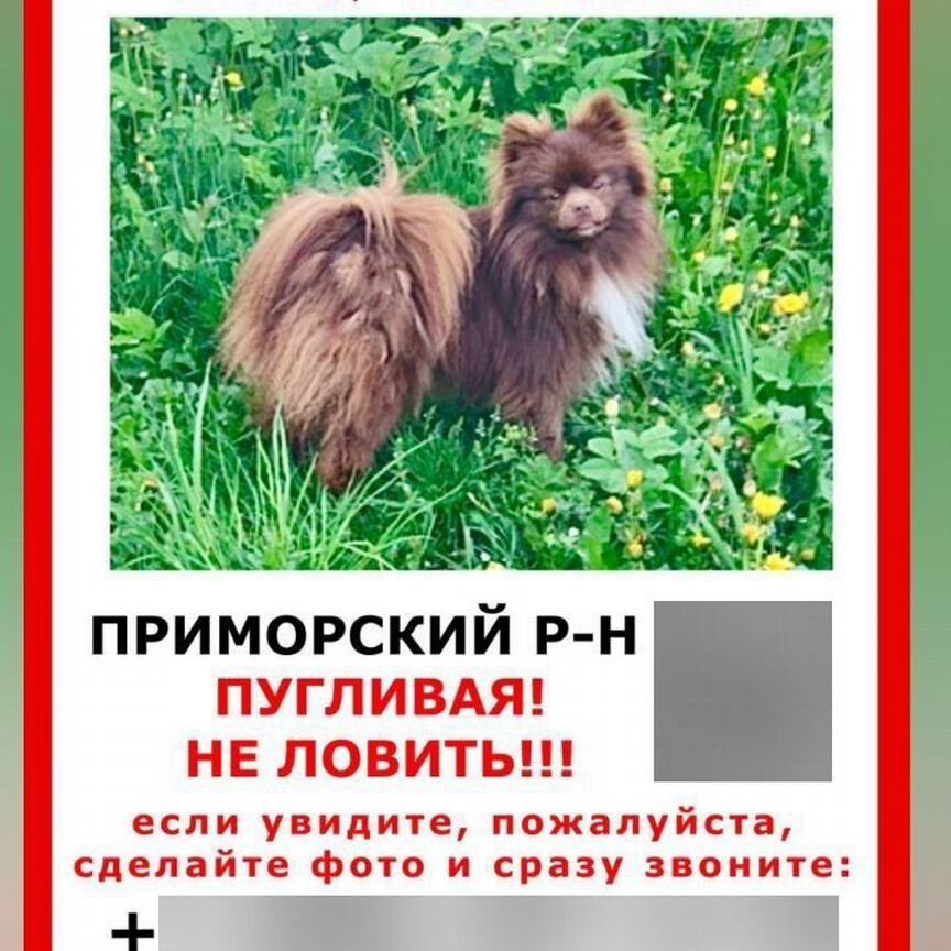 Потерялся шпиц Санкт Петербург