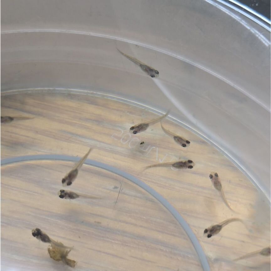 Аквариумные рыбки гуппи