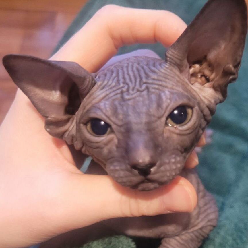 Канадский сфинкс котёнок