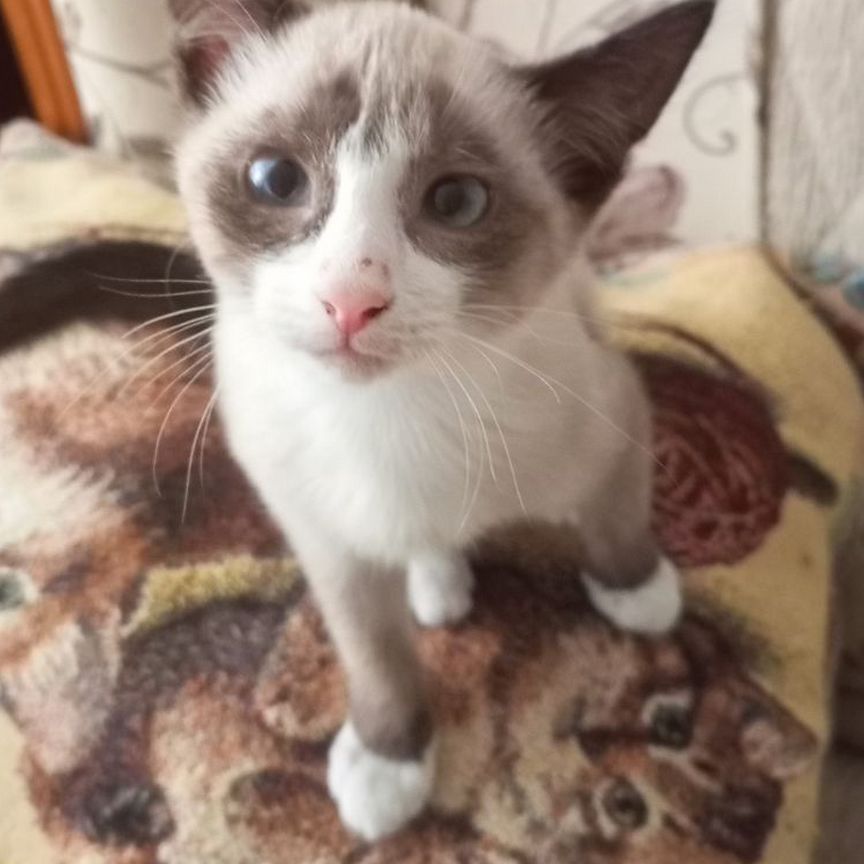 Невский маскарадный котёнок