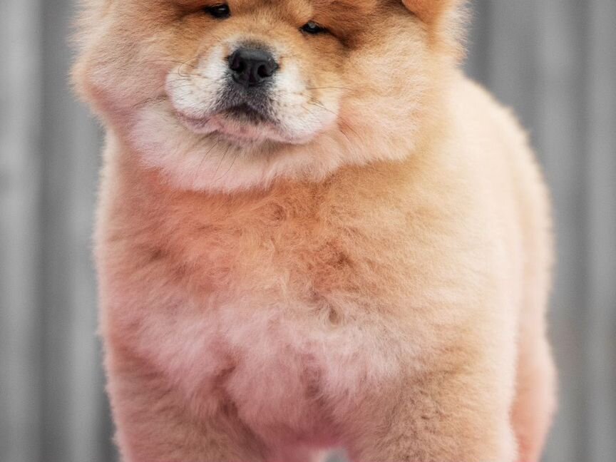 Чау-чау кобель