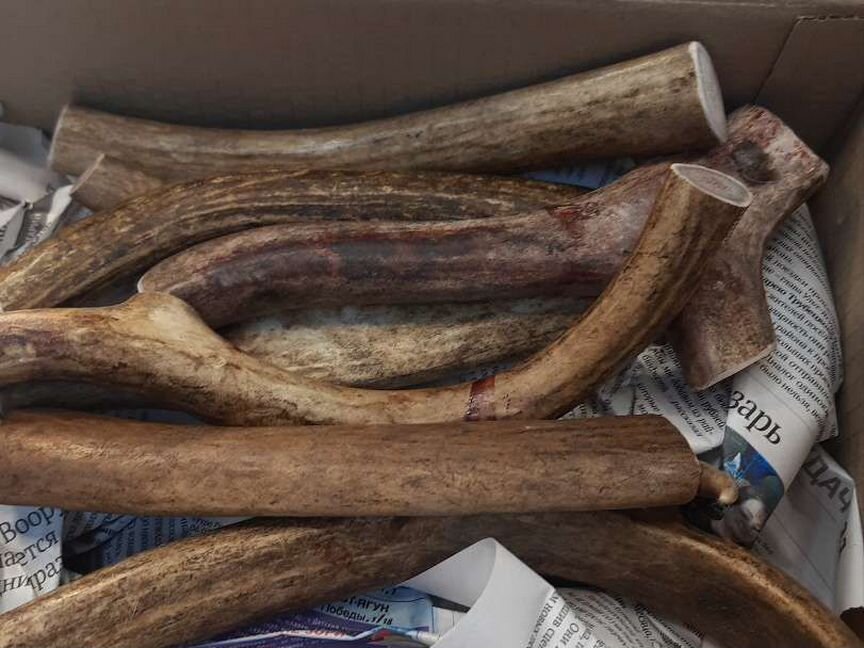 Рога оленя для собак