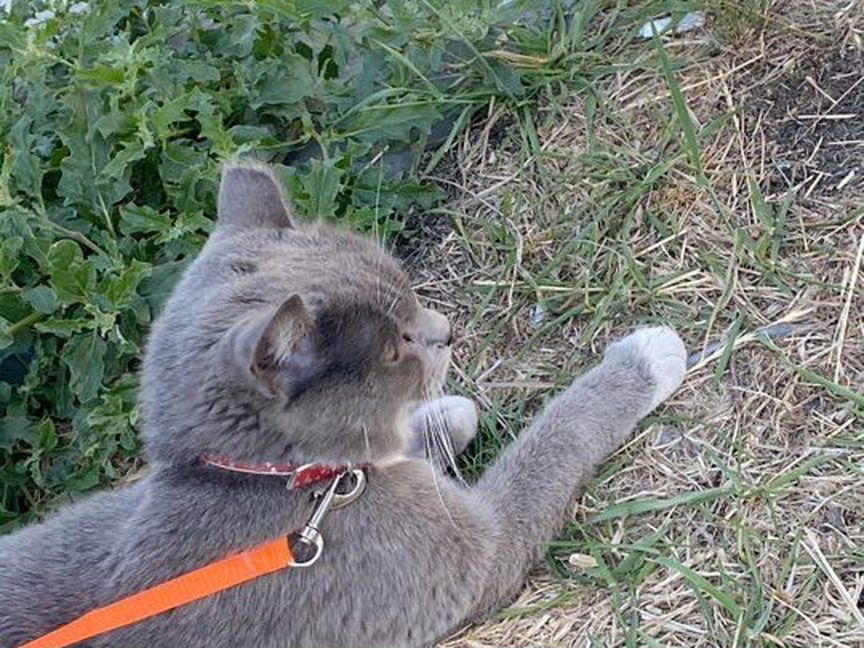 Нашли кошечку, домашнюю с красным ошейником