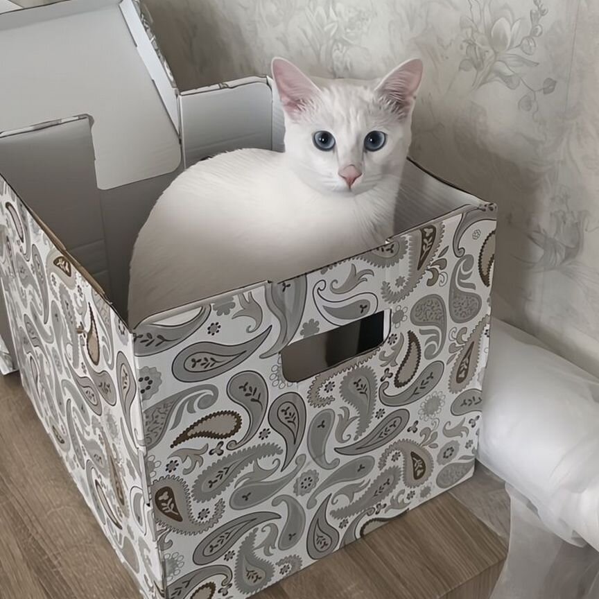 Као-мани, взрослый кот