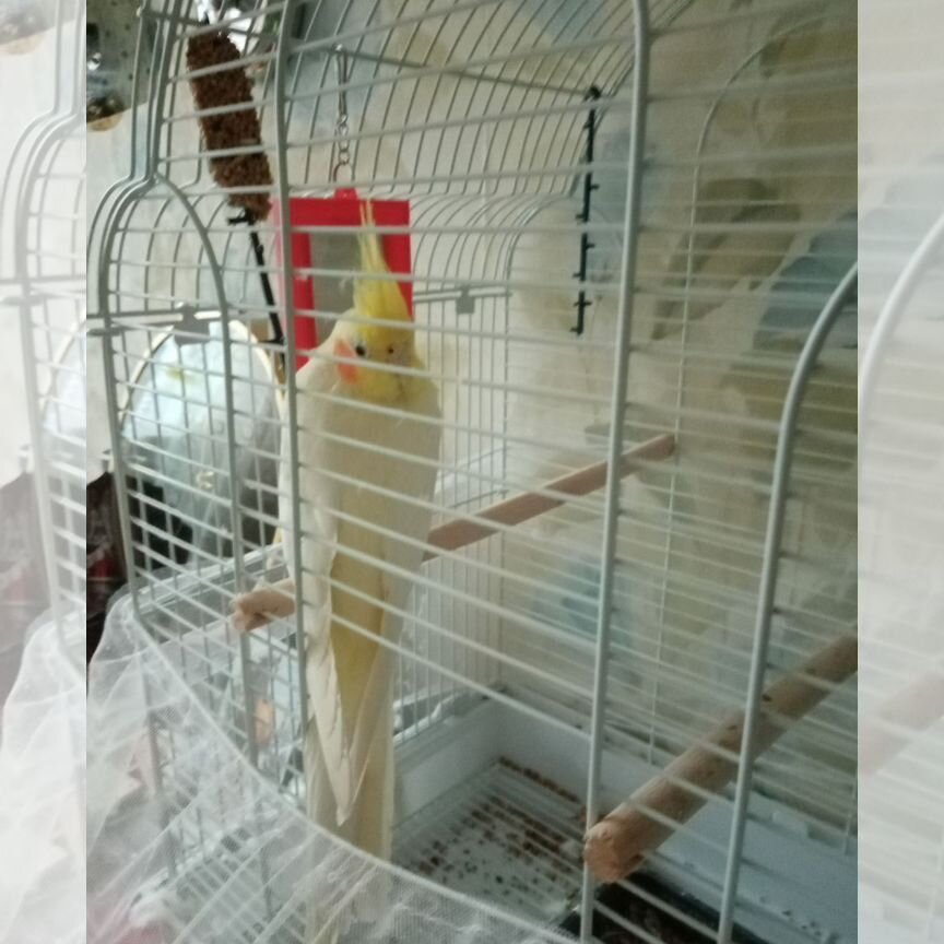 Попугай корелла с клеткой