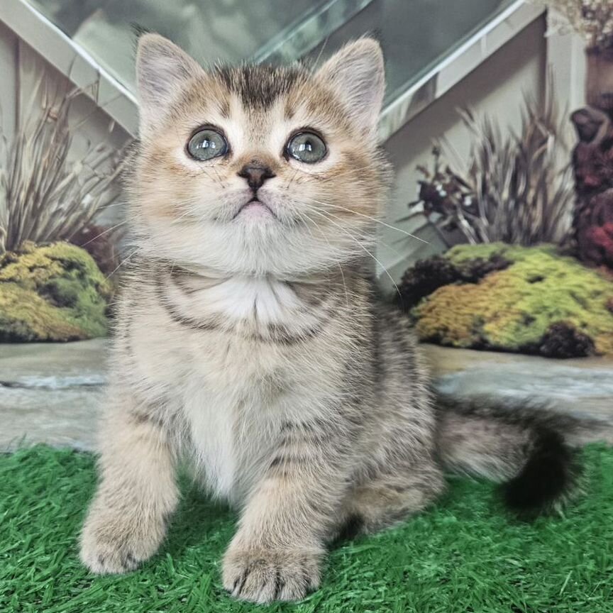 Манчкин котёнок