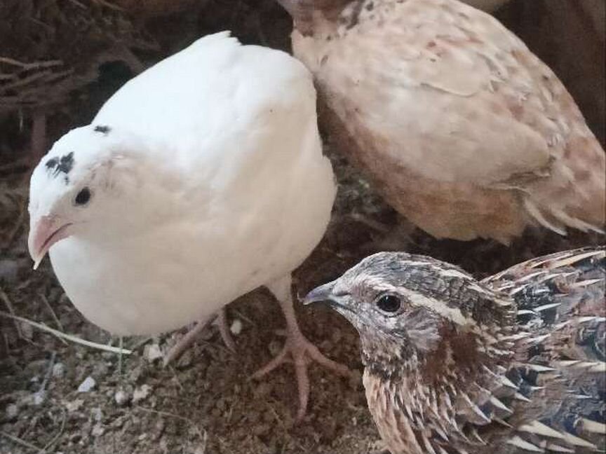 Перепела несушки