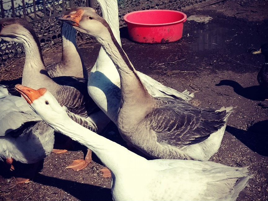 Гусь на племя