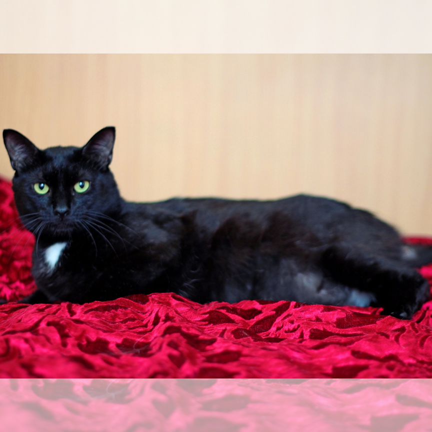 Ласковый котик Платон - в добрые и ответственные р