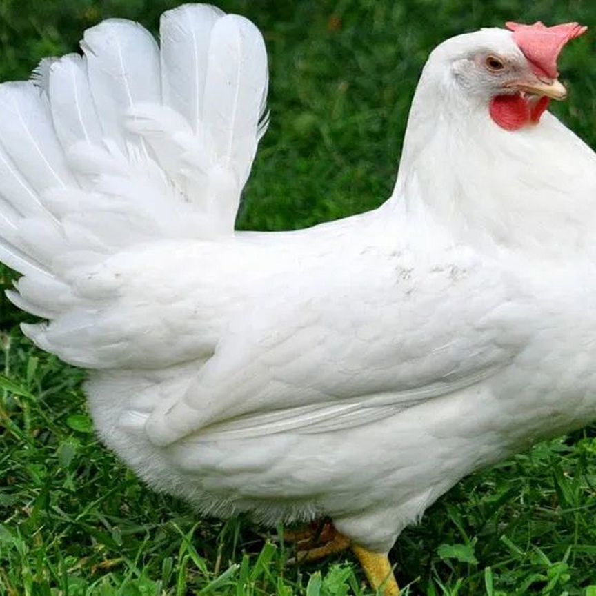 Продаю 5 (пять) домашних кур несушек