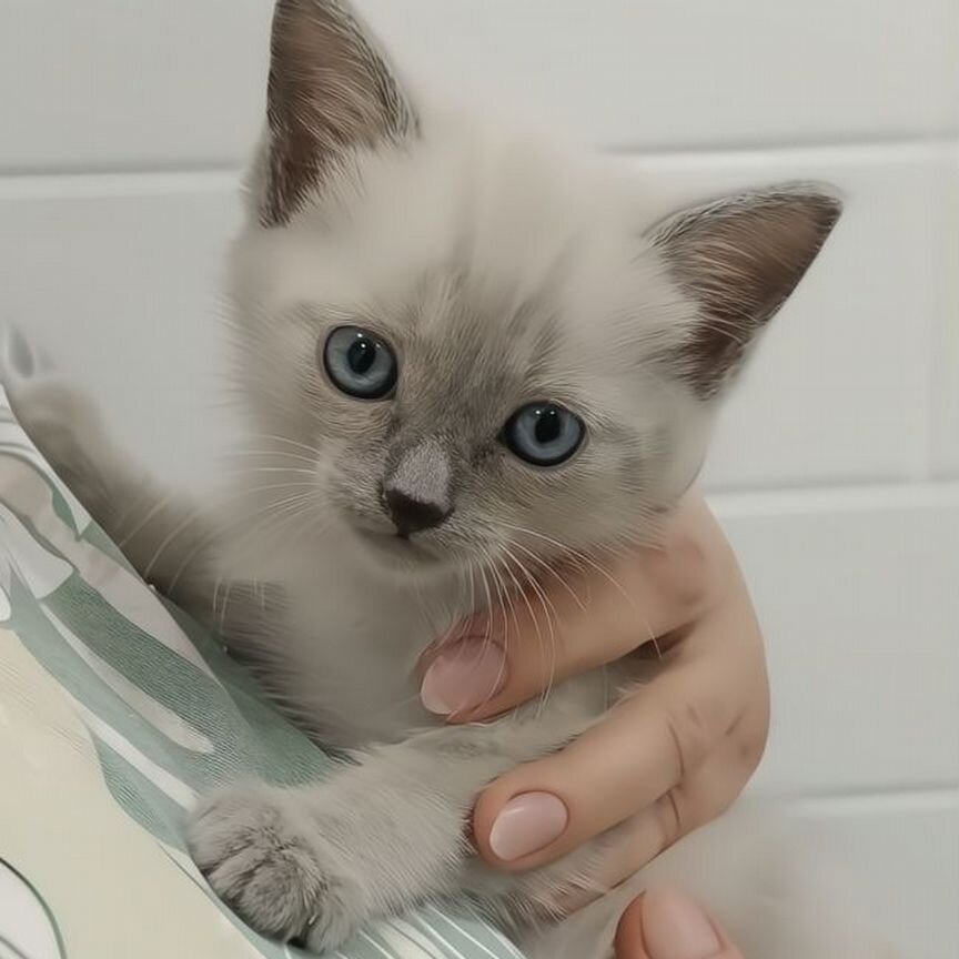 Сиамский котёнок
