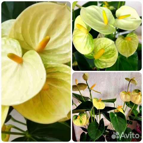 Антуриум Vanilla&Желтый купить в Кемерово | Товары для дома и дачи | Авито