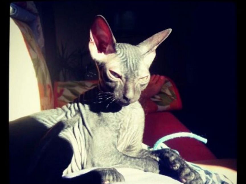 Кошка сфинкс бесплатно