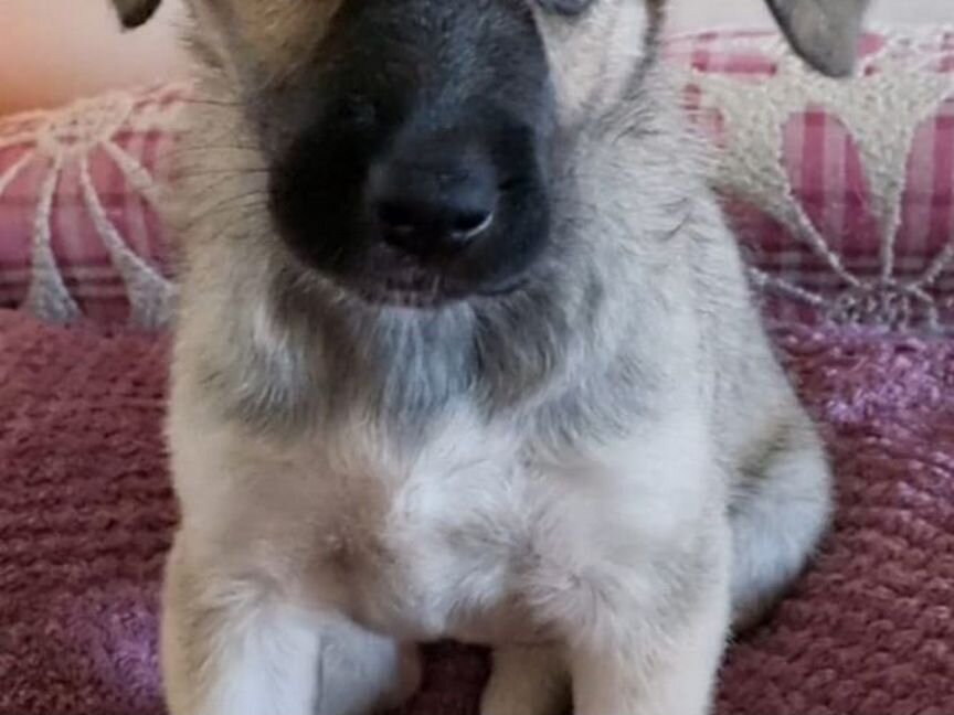 Щенок девочка