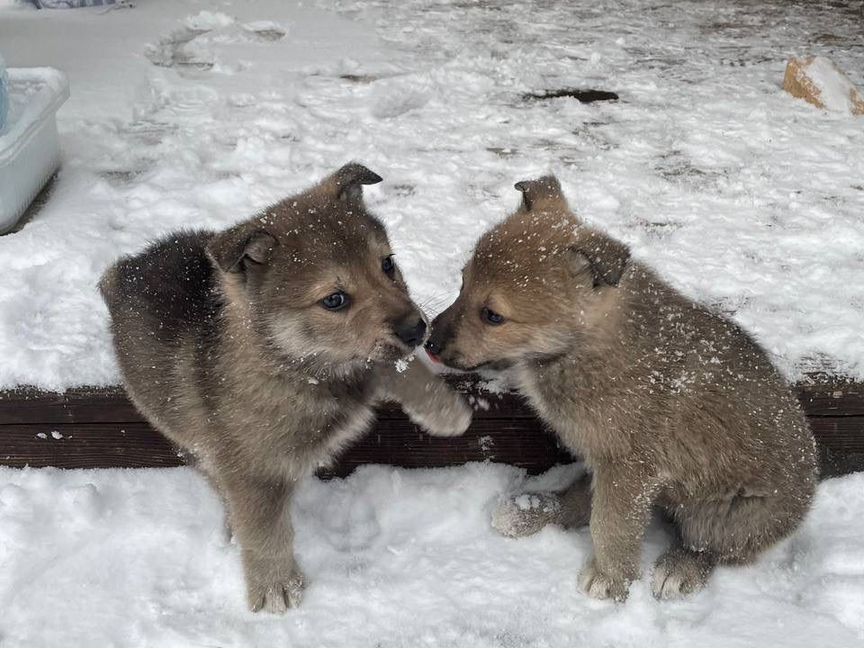 Щенки в добрые руки