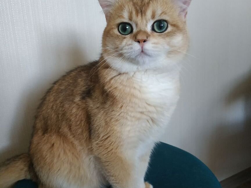 Британский кот, вязка