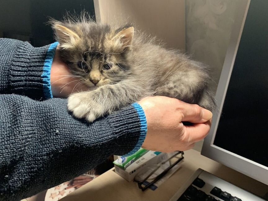 Котята в добрые руки